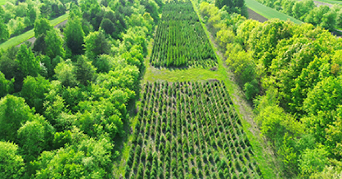 Wood: Renewable, Responsible, and Ready for… | Treated Wood